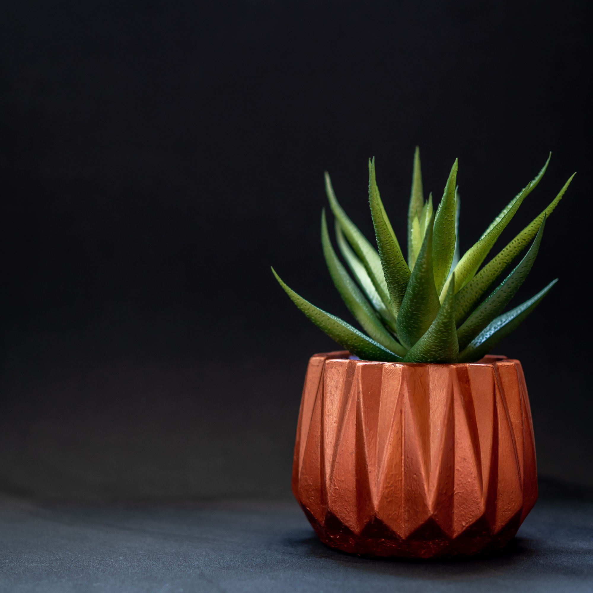 Plants – tagged "plants" – ConchoRiverDesigns